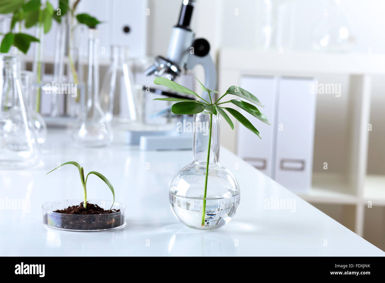 Green plants and scientific equipment in biology laborotary Stock Photo ...