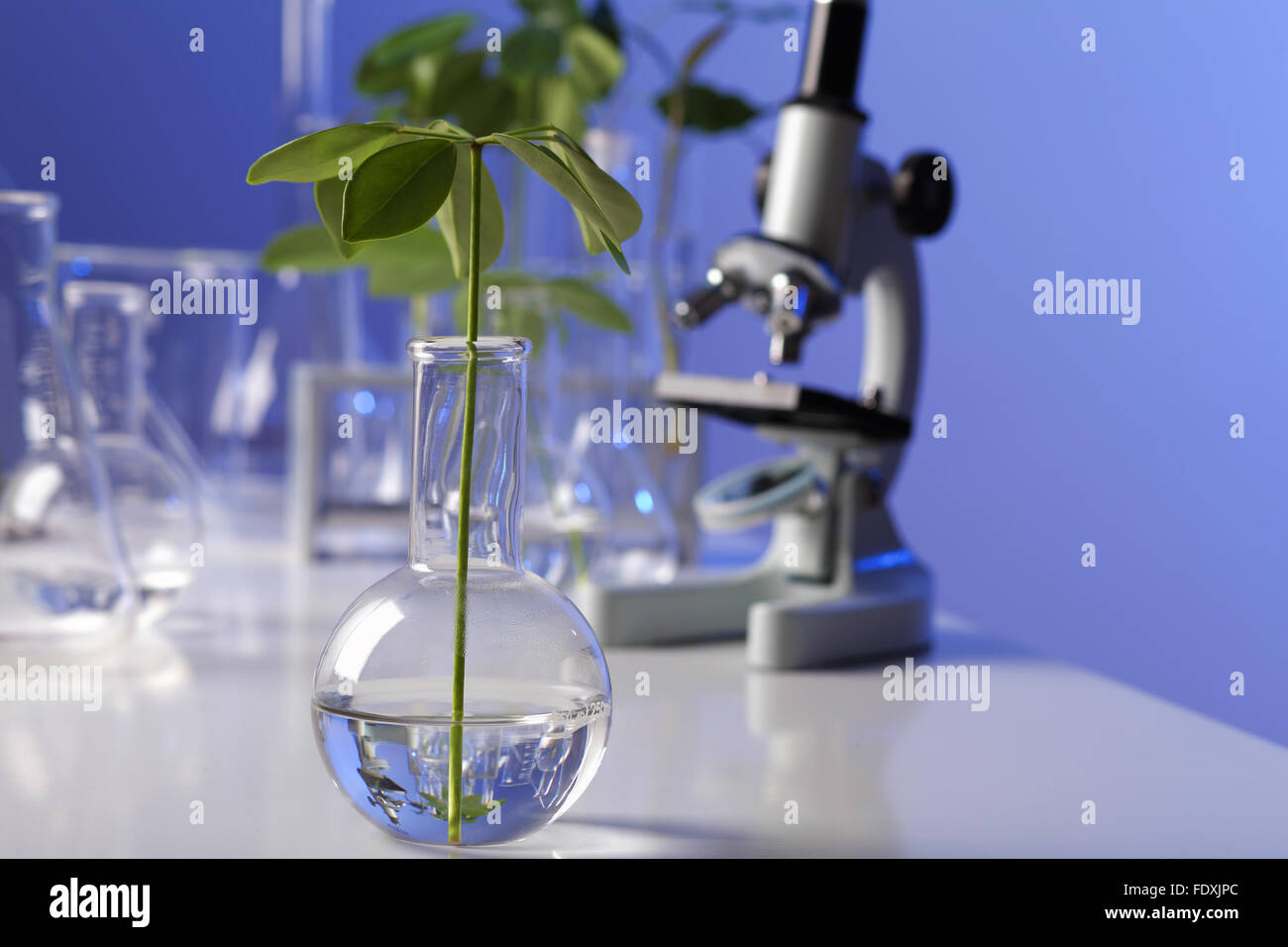 Green plants and scientific equipment in biology laborotary Stock Photo ...