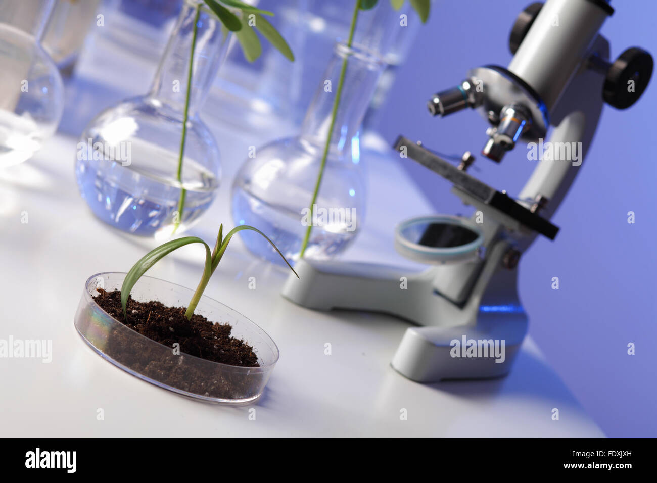 Green plants and scientific equipment in biology laborotary Stock Photo ...