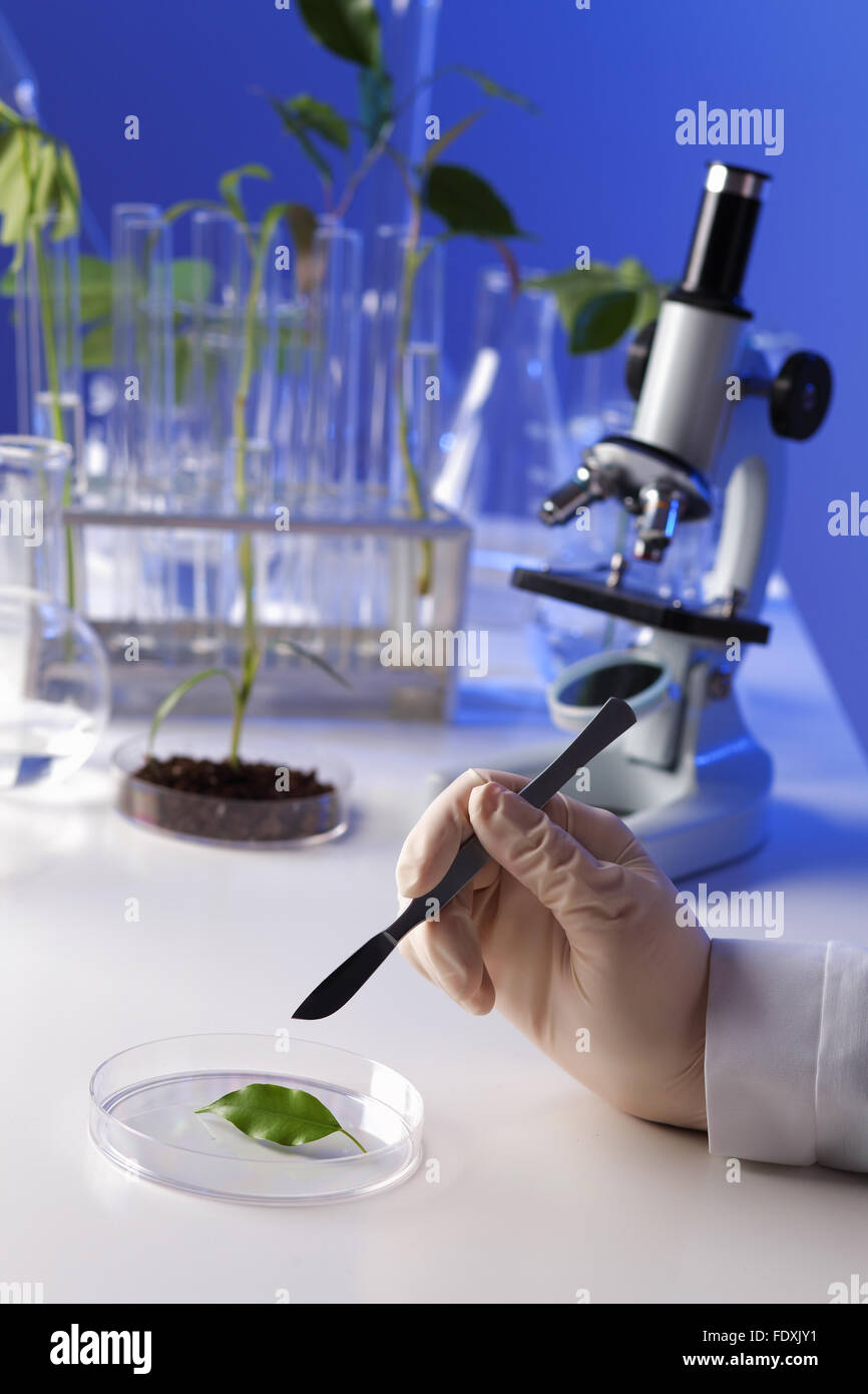 Green plants and scientific equipment in biology laborotary Stock Photo ...