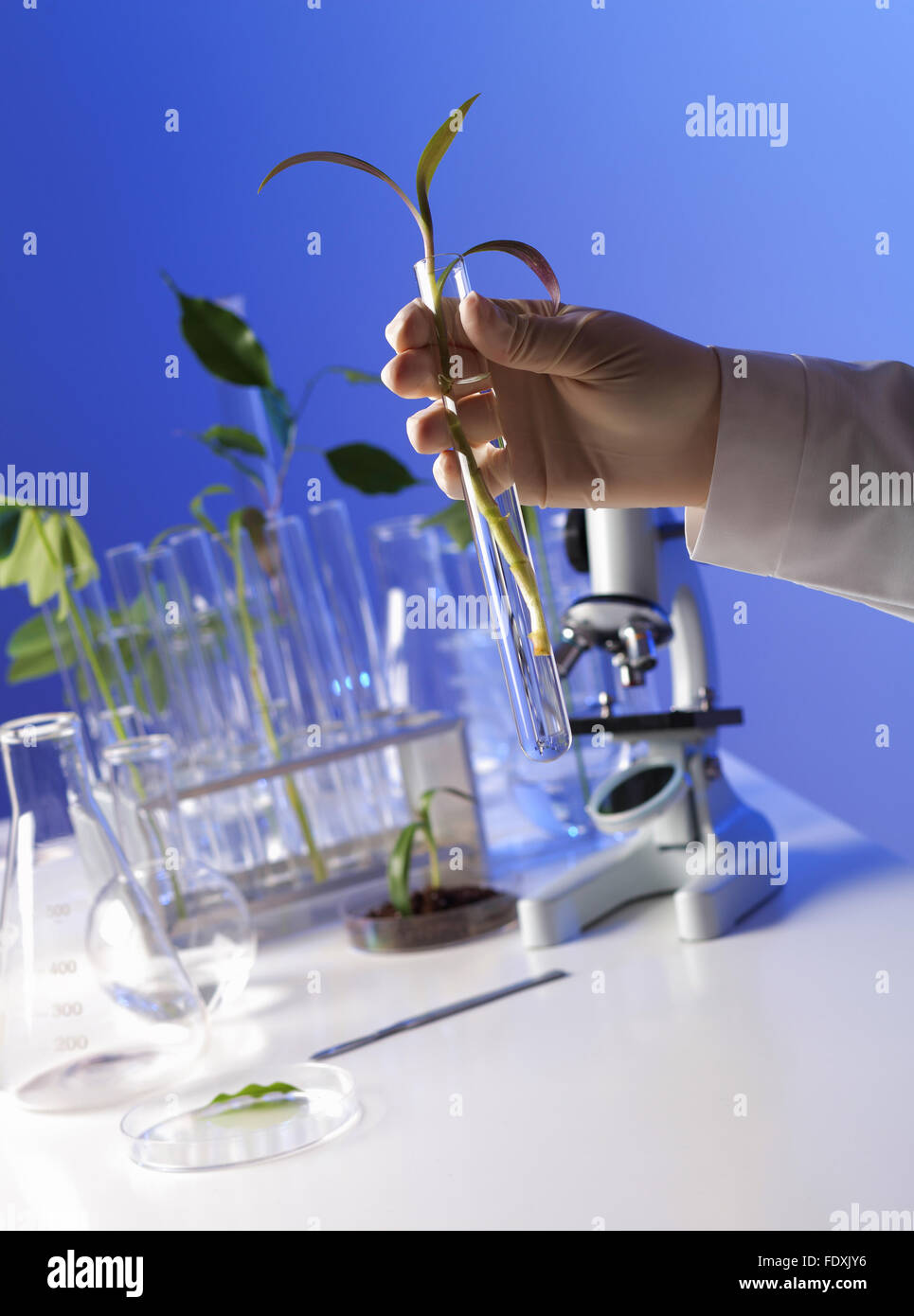 Green plants and scientific equipment in biology laborotary Stock Photo ...