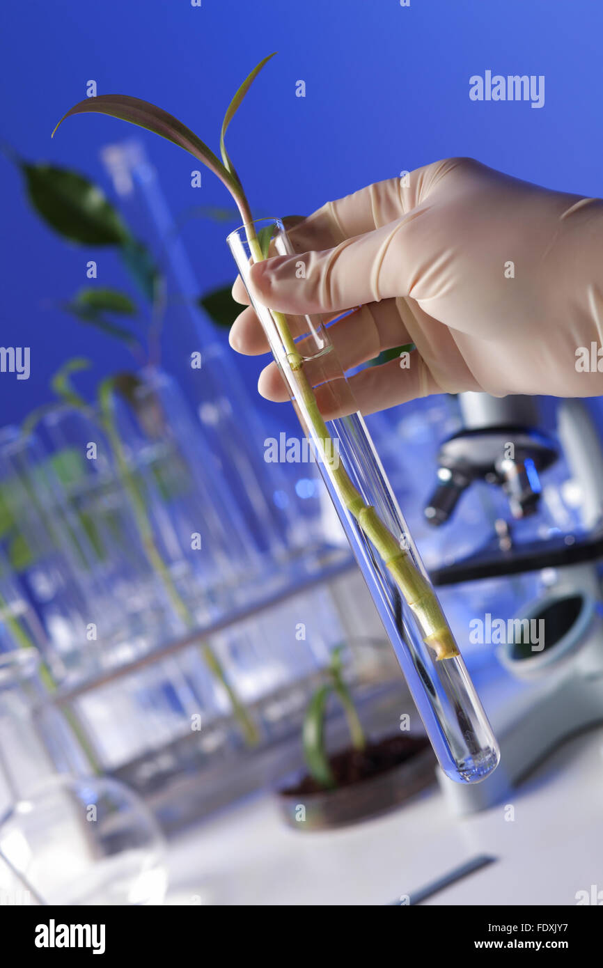 Green plants and scientific equipment in biology laborotary Stock Photo ...