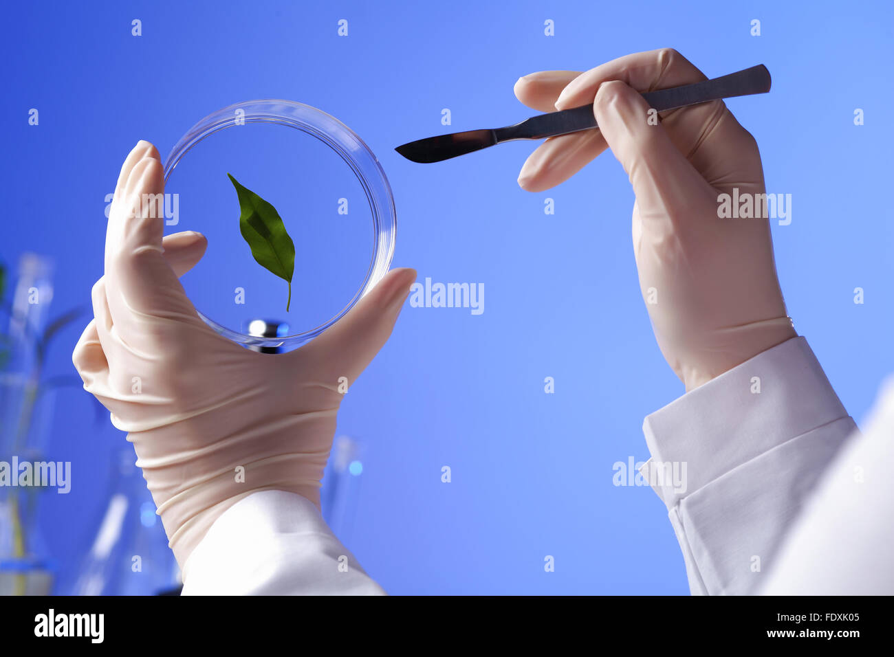 Green plants and scientific equipment in biology laborotary Stock Photo ...