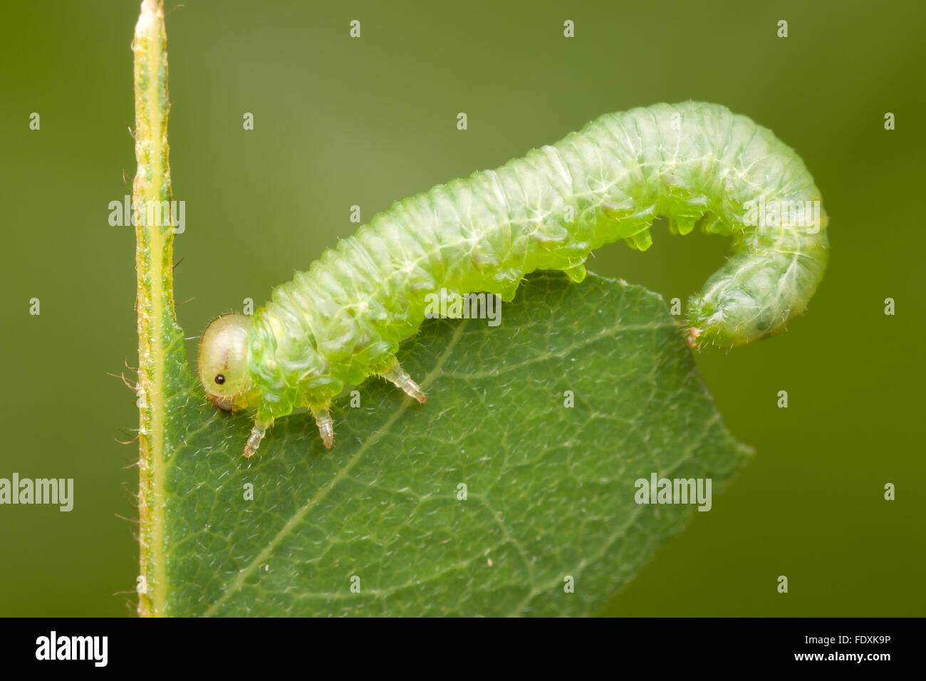 A Locust Sawfly (Nematus tibialis) larva eats a black locust tree leaf ...