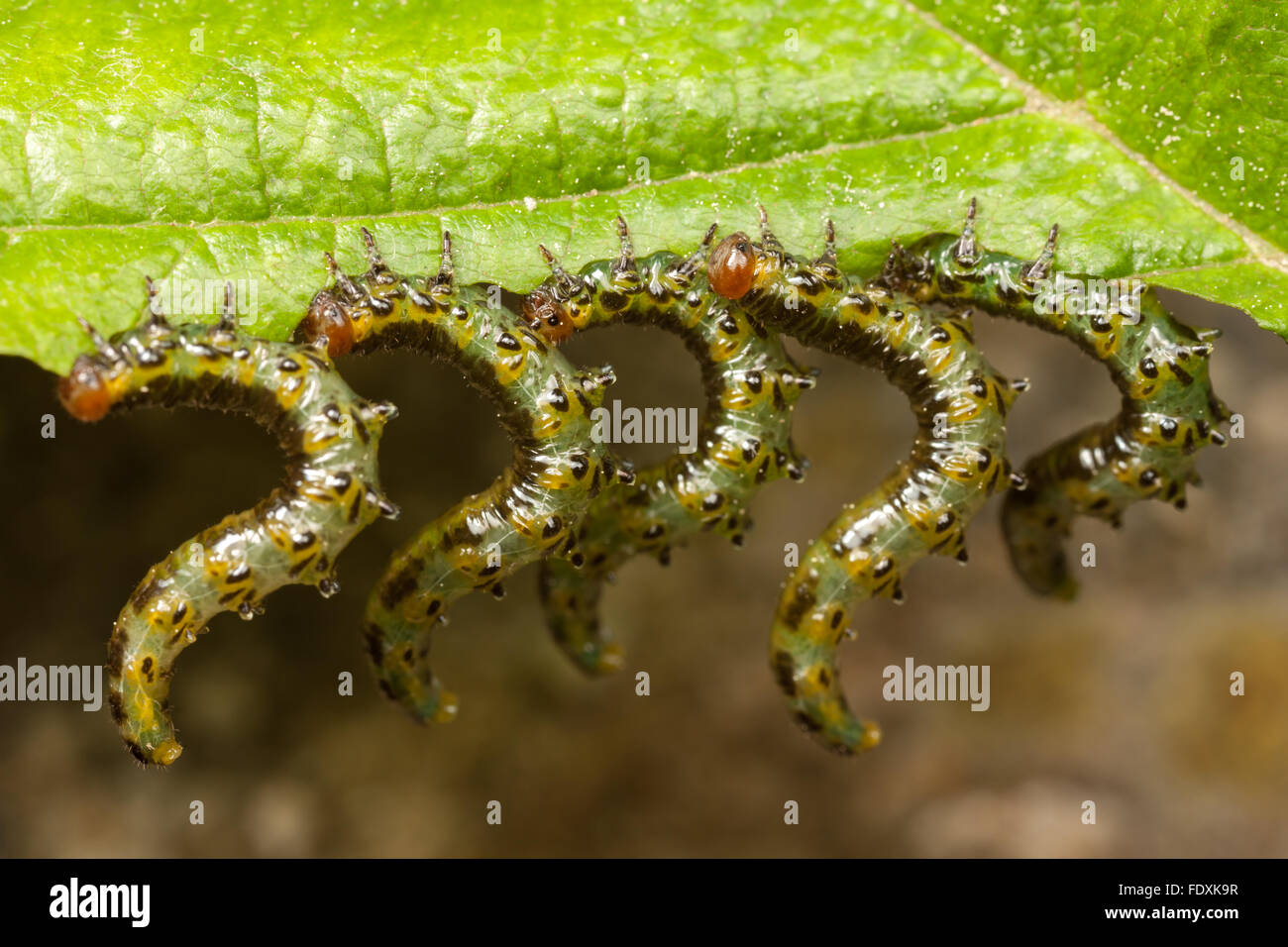 Sawfly larvae (Tenthredinidae) strike a defensive posture while eating ...