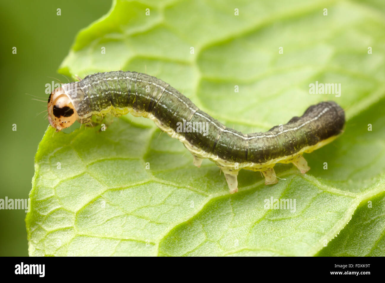 Norman's Quaker Moth (Crocigrapha normani) caterpillar (larva) feeding ...
