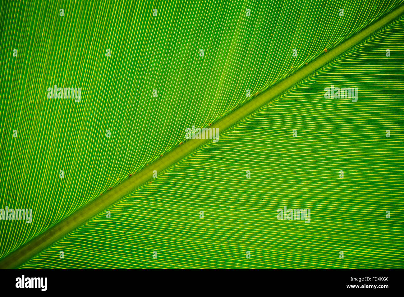 Green Banana Leaf under sunlight Stock Photo - Alamy