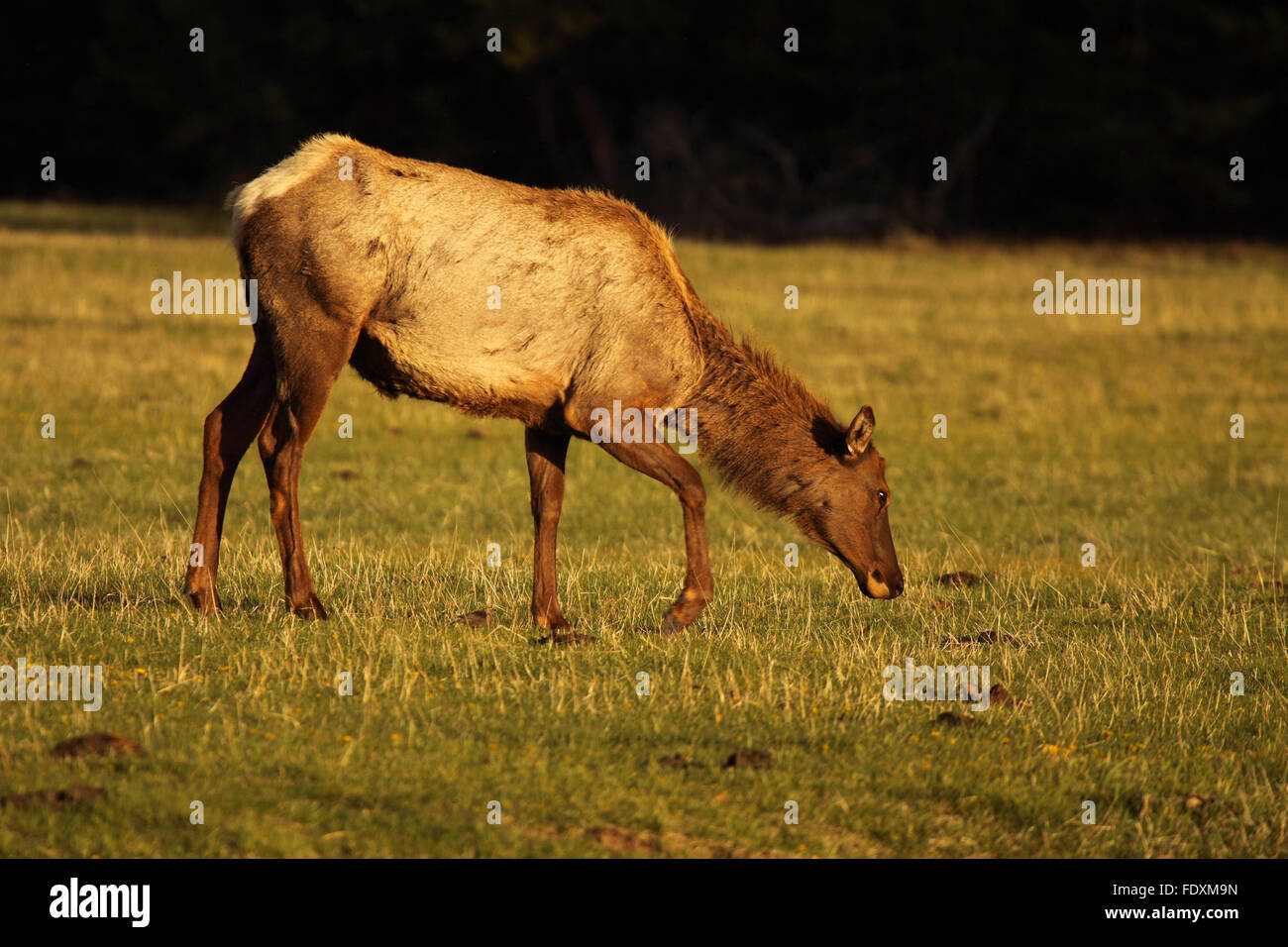 An Elk feeding in a meadow Stock Photo - Alamy