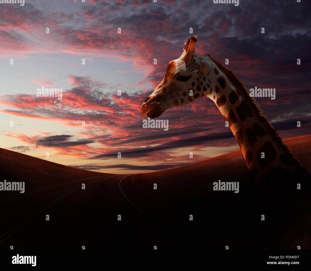 Picture of a giraffe standing against sky Stock Photo - Alamy
