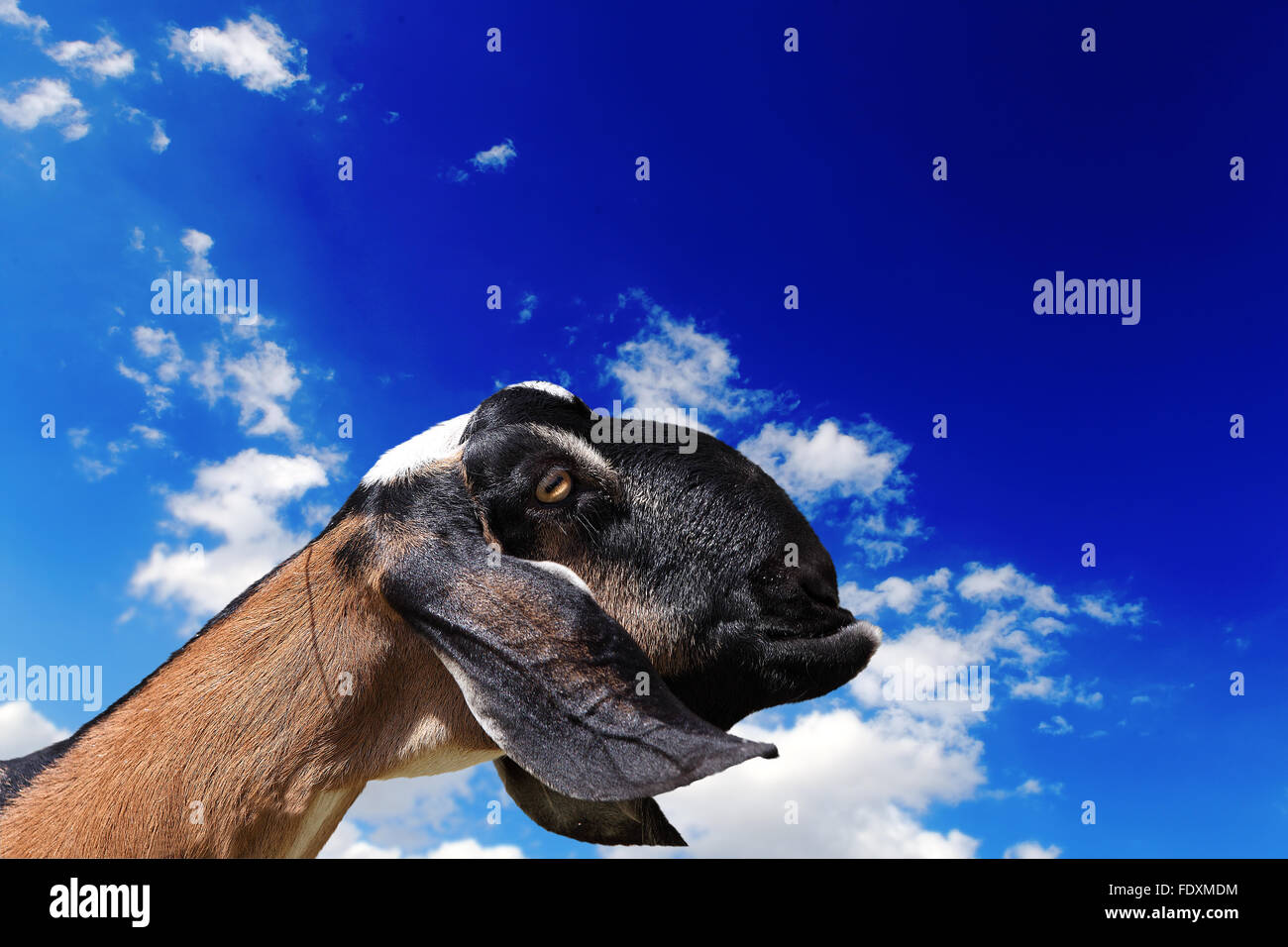 Goat head agaisnt blue cloudy sky background Stock Photo - Alamy