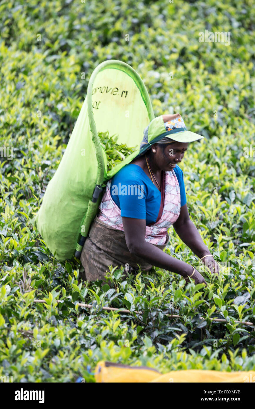 Tea pickers working on the Somerset Estate Tea factory off the Radella ...