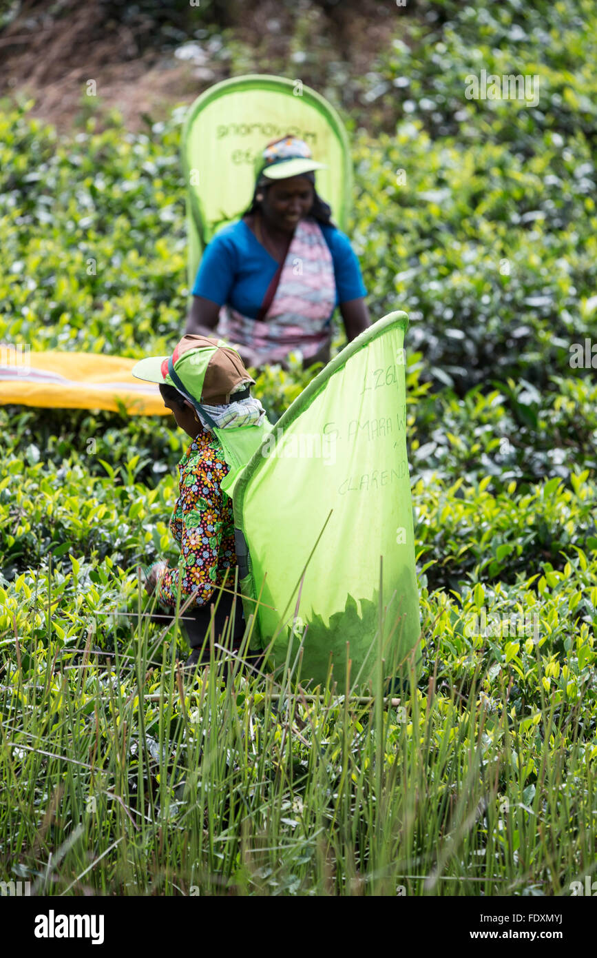 Sri lanka tea plantation tamils hi-res stock photography and images - Alamy