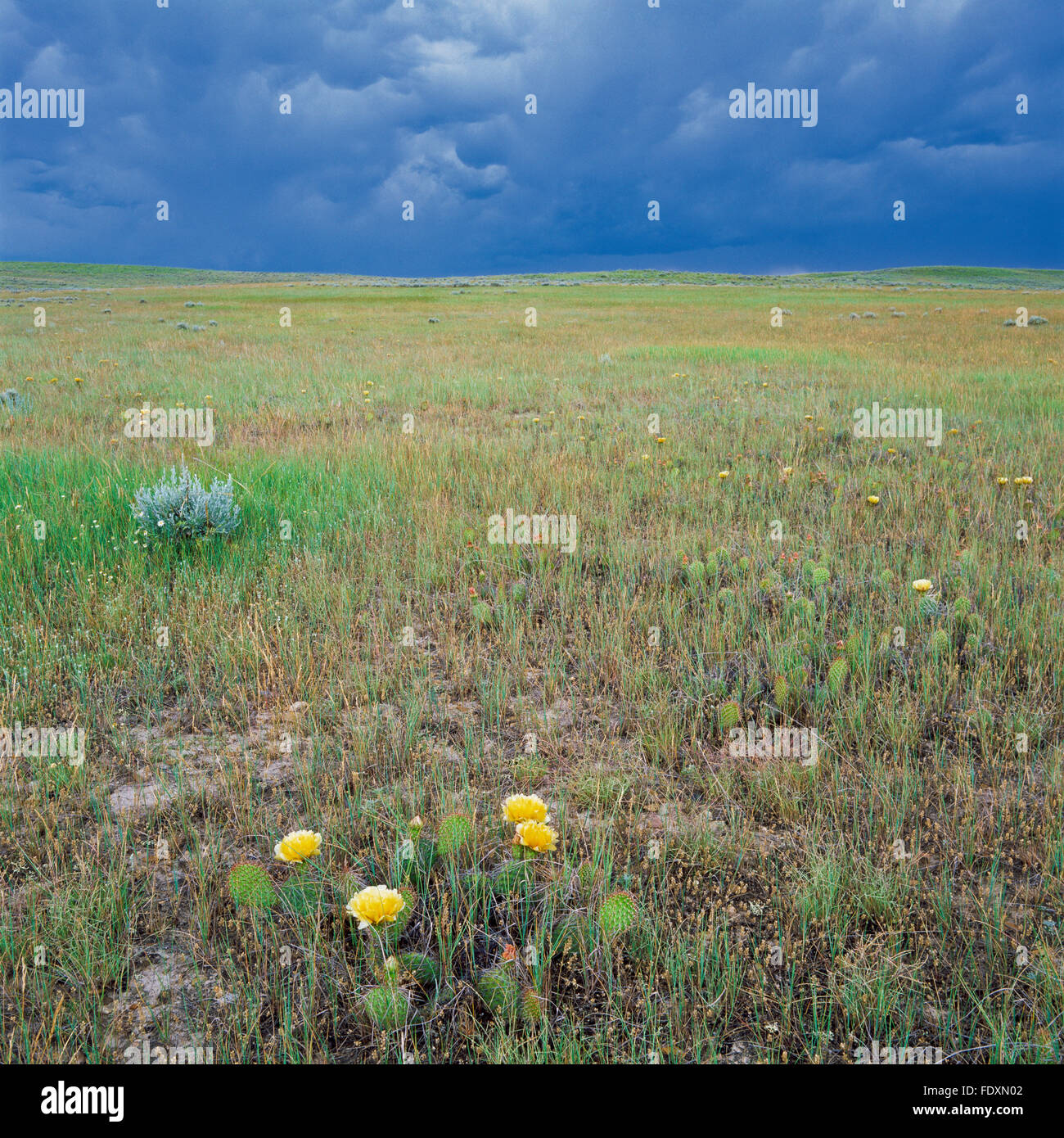 prickly pear cactus on vast expanse of prairie near mosby, montana ...