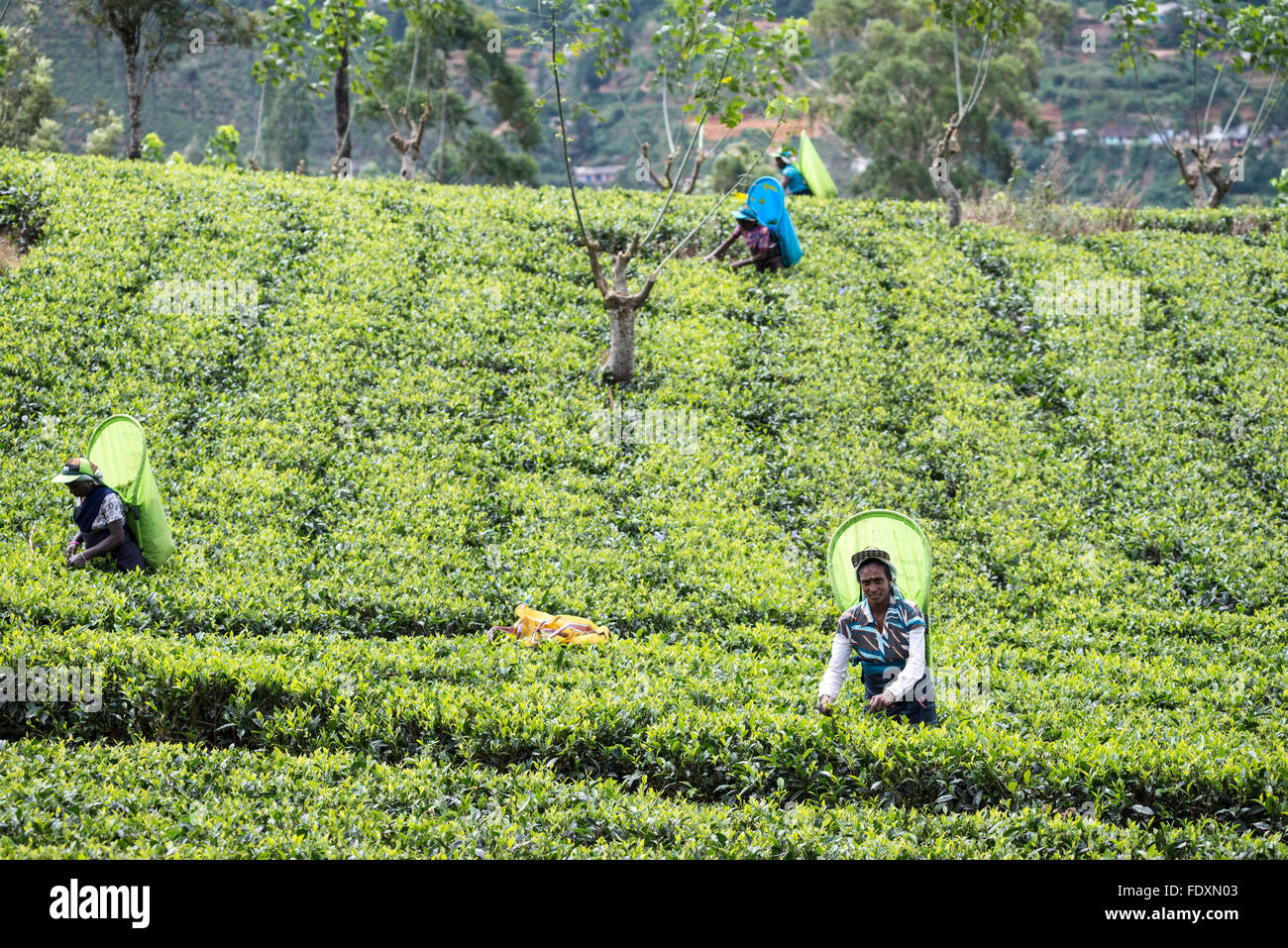 Tea pickers working on the Somerset Estate Tea factory off the Radella ...