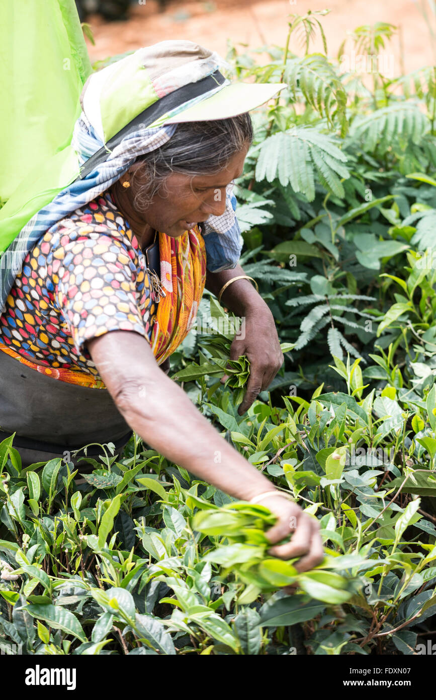 Tea pickers working on the Somerset Estate Tea factory off the Radella ...