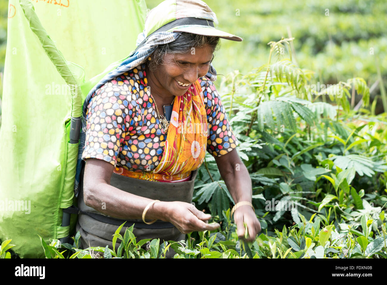 Tamil tea pickers pick tea leaves on the Hethersett tea plantation ...