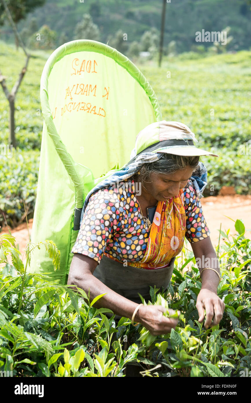Tea pickers working on the Somerset Estate Tea factory off the Radella ...
