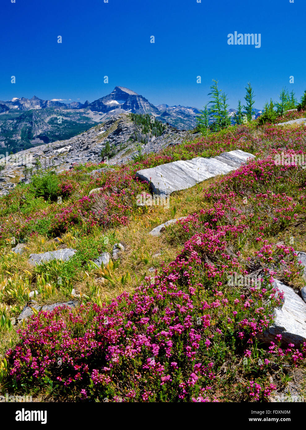 pink mountain heather near el capitan in the bitterroot range of the ...