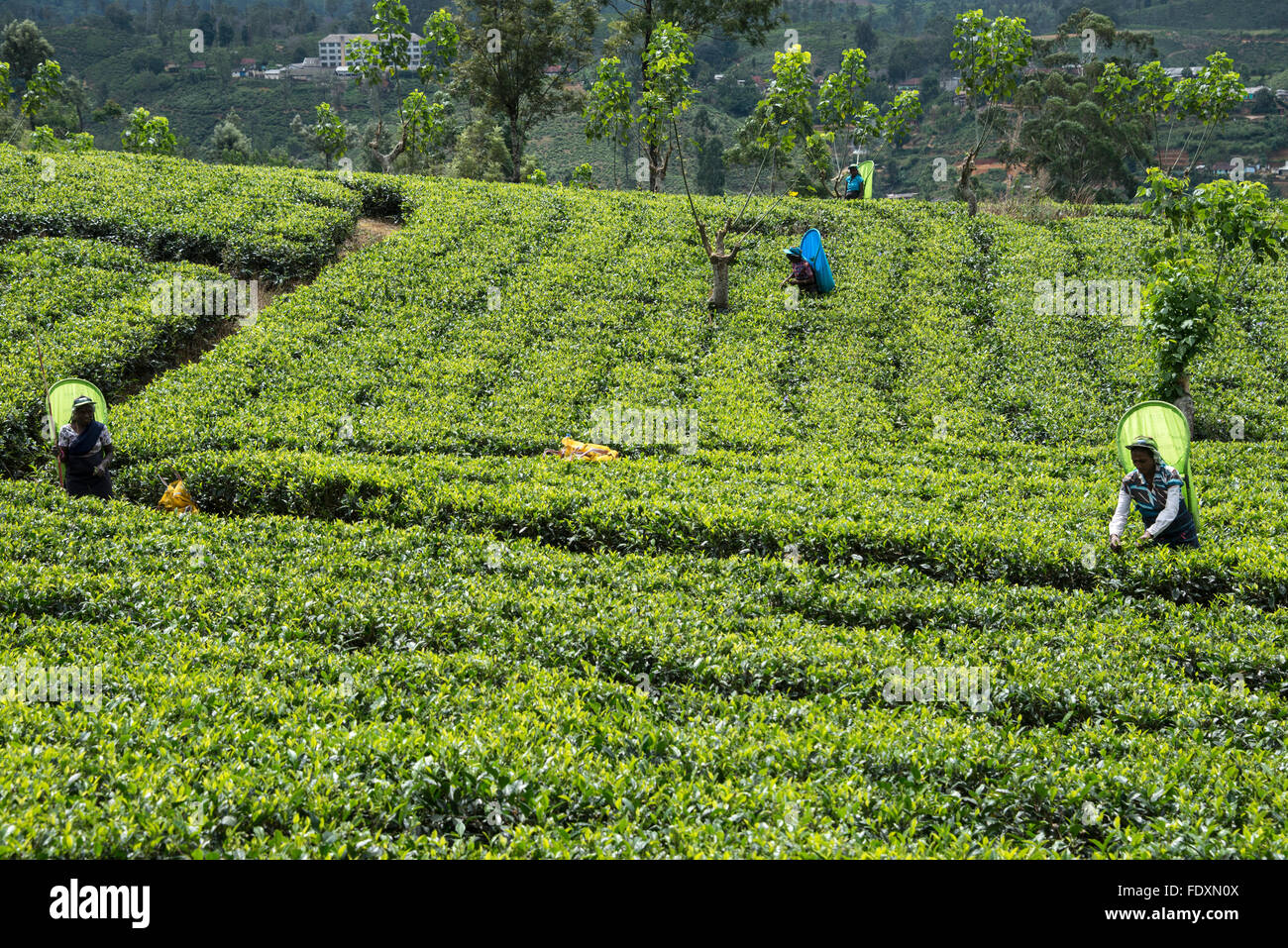 Somerset Tea Estate High Resolution Stock Photography and Images - Alamy