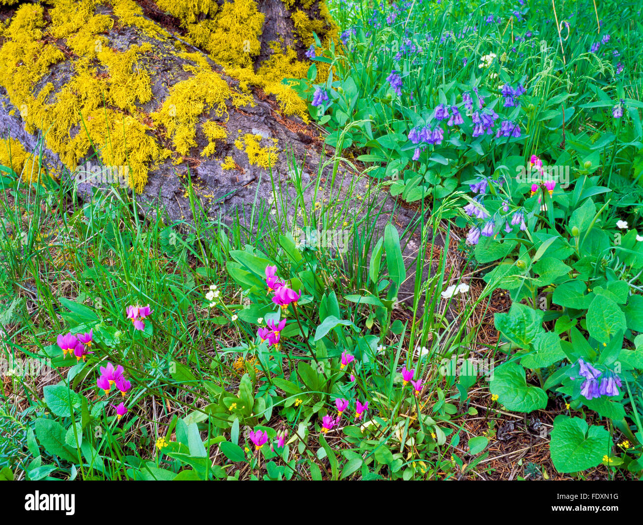 bluebells and shooting stars on the forest floor in helena national ...