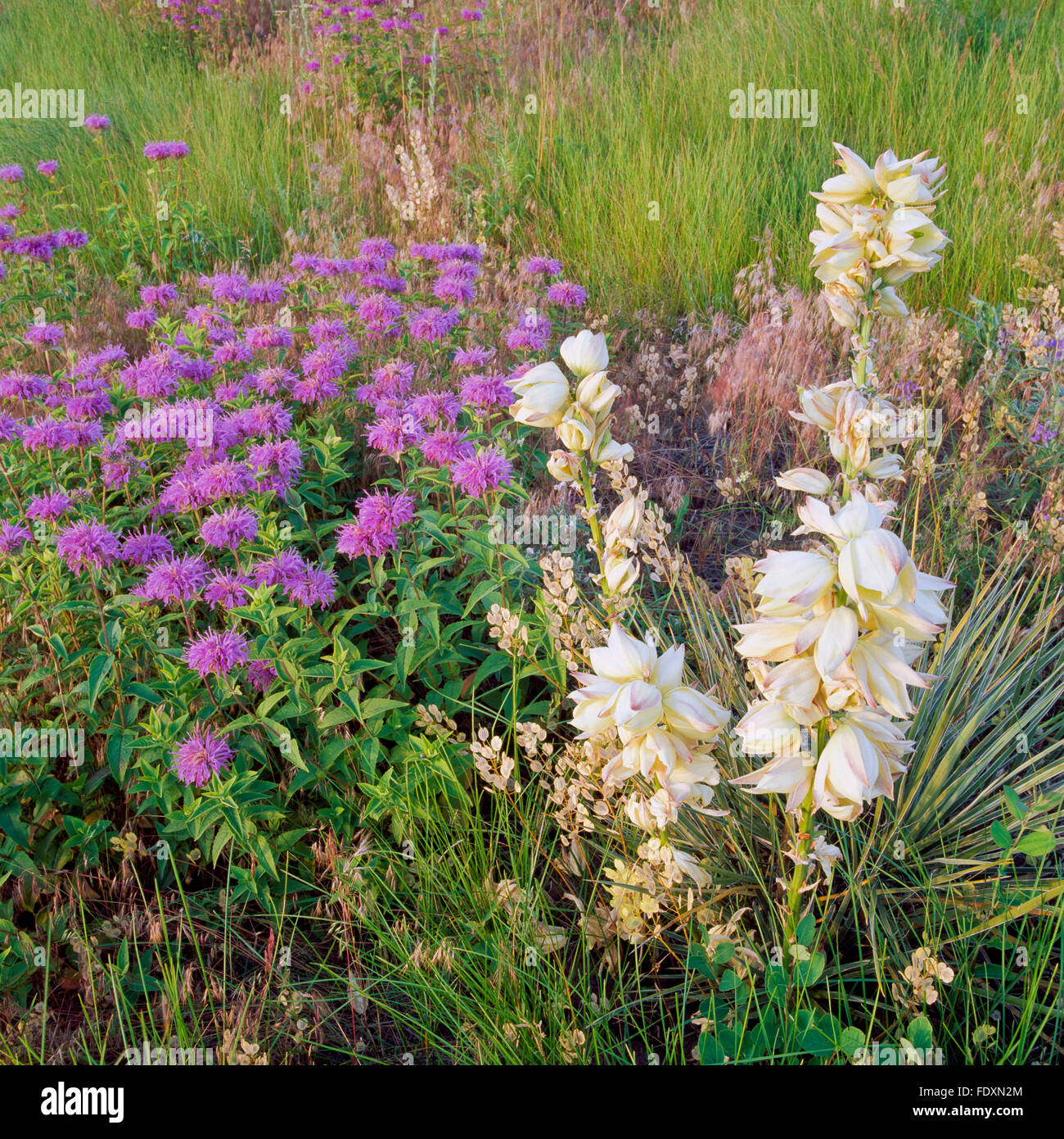 yucca and horsemint wildflowers on hillslope above missouri river ...