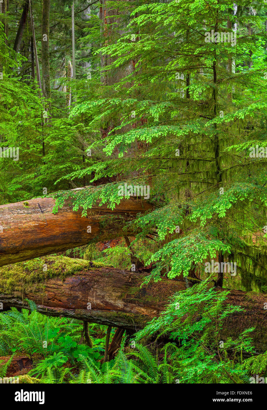 Hemlock tree hi-res stock photography and images - Alamy