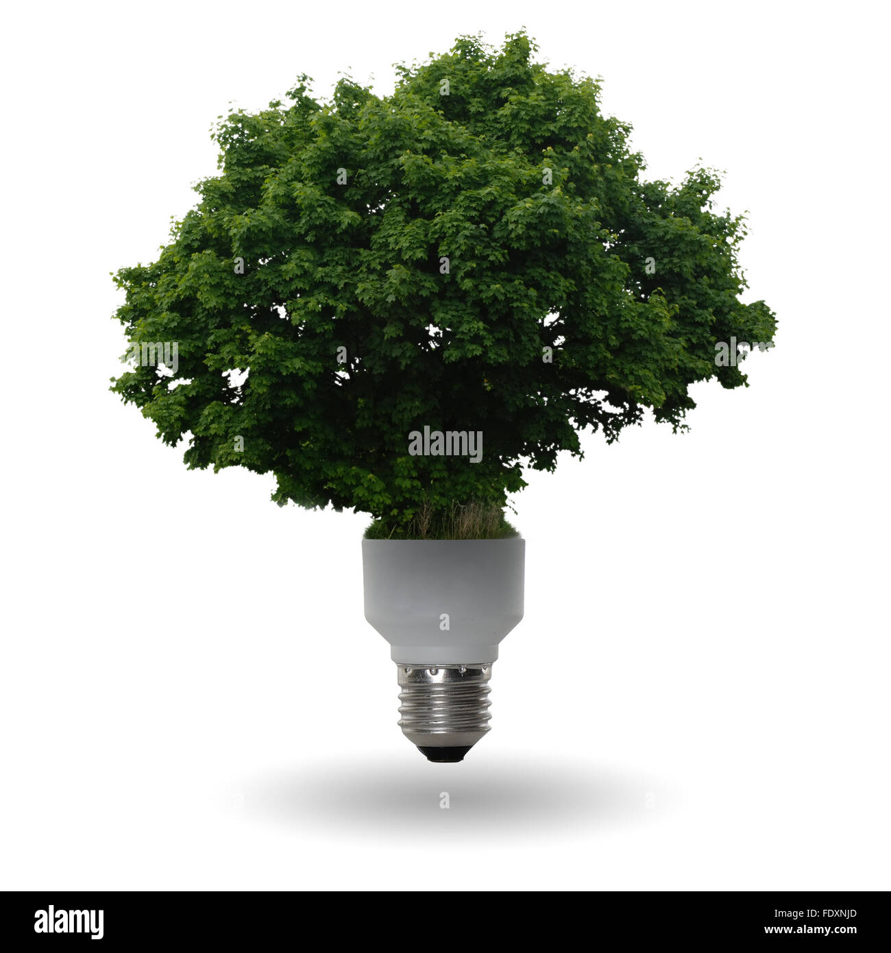 green tree growing out of a bulb Stock Photo - Alamy