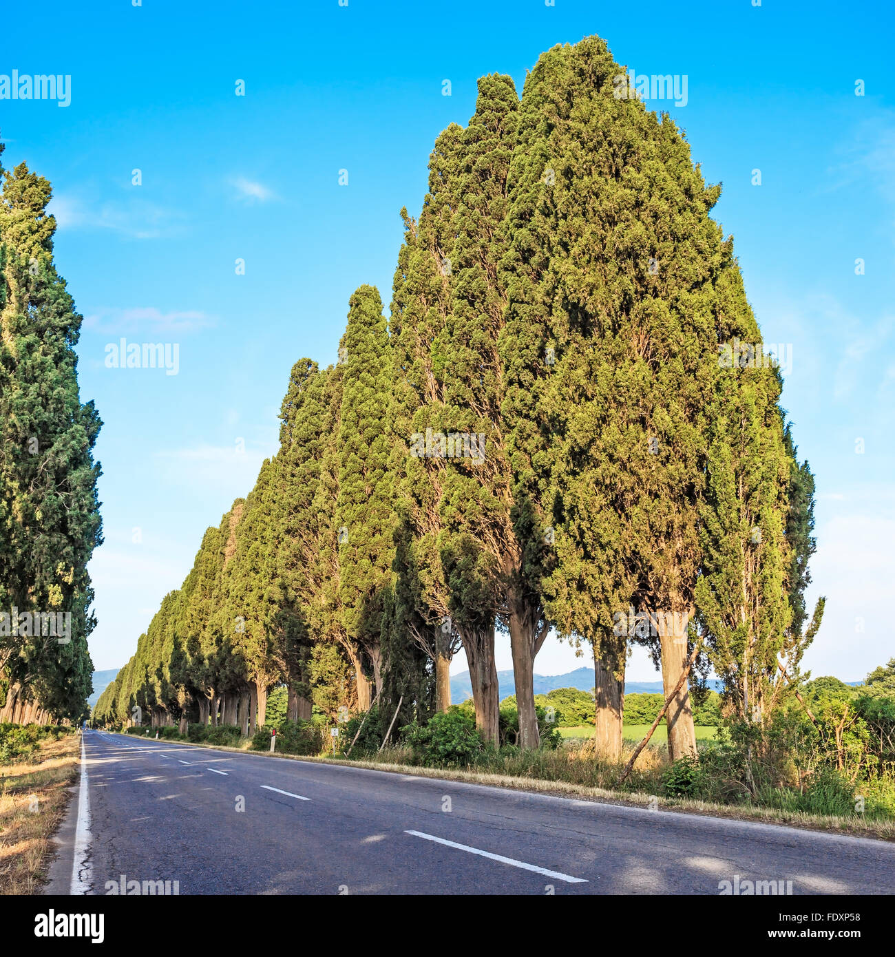 Bolgheri famous cypresses trees boulevard landscape. Maremma landmark ...