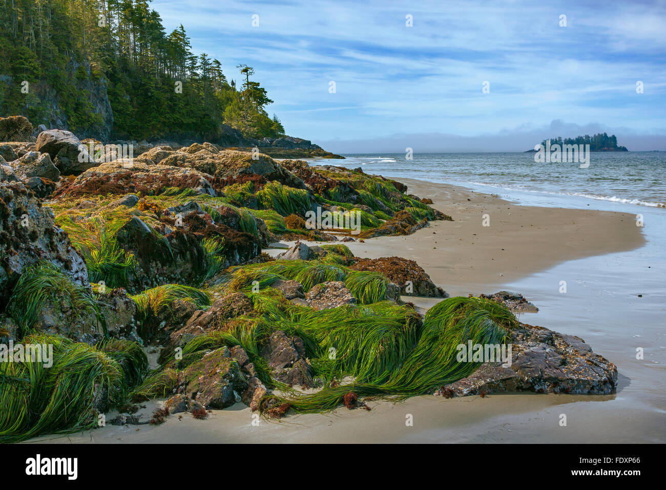Vancouver Island, British Columbia: Tonkin Beach near Tofino Stock ...