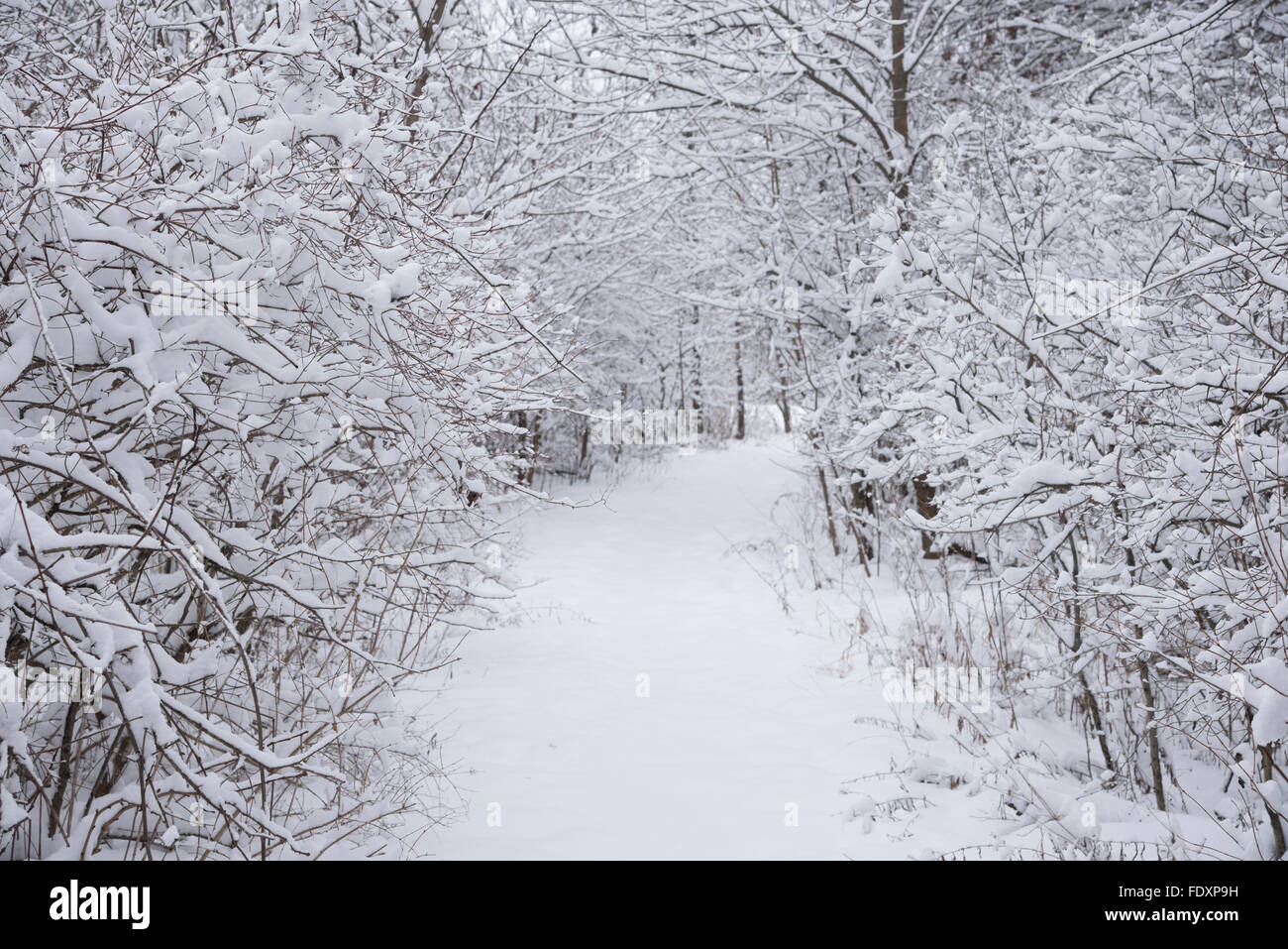 A hiking trail cutting through snow-covered trees and shrubs after a ...