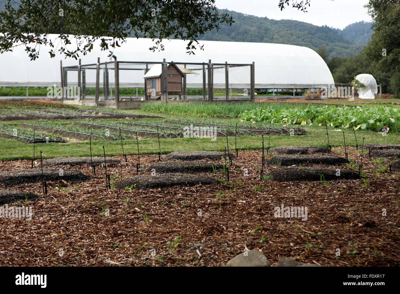 A view of the garden grown by Thomas Keller's French Laundry restaurant ...