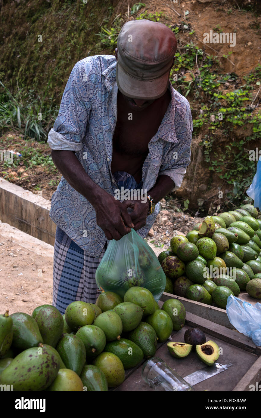 A roadside avocado stall holder beside the Hatton-Talawakele Highway ...