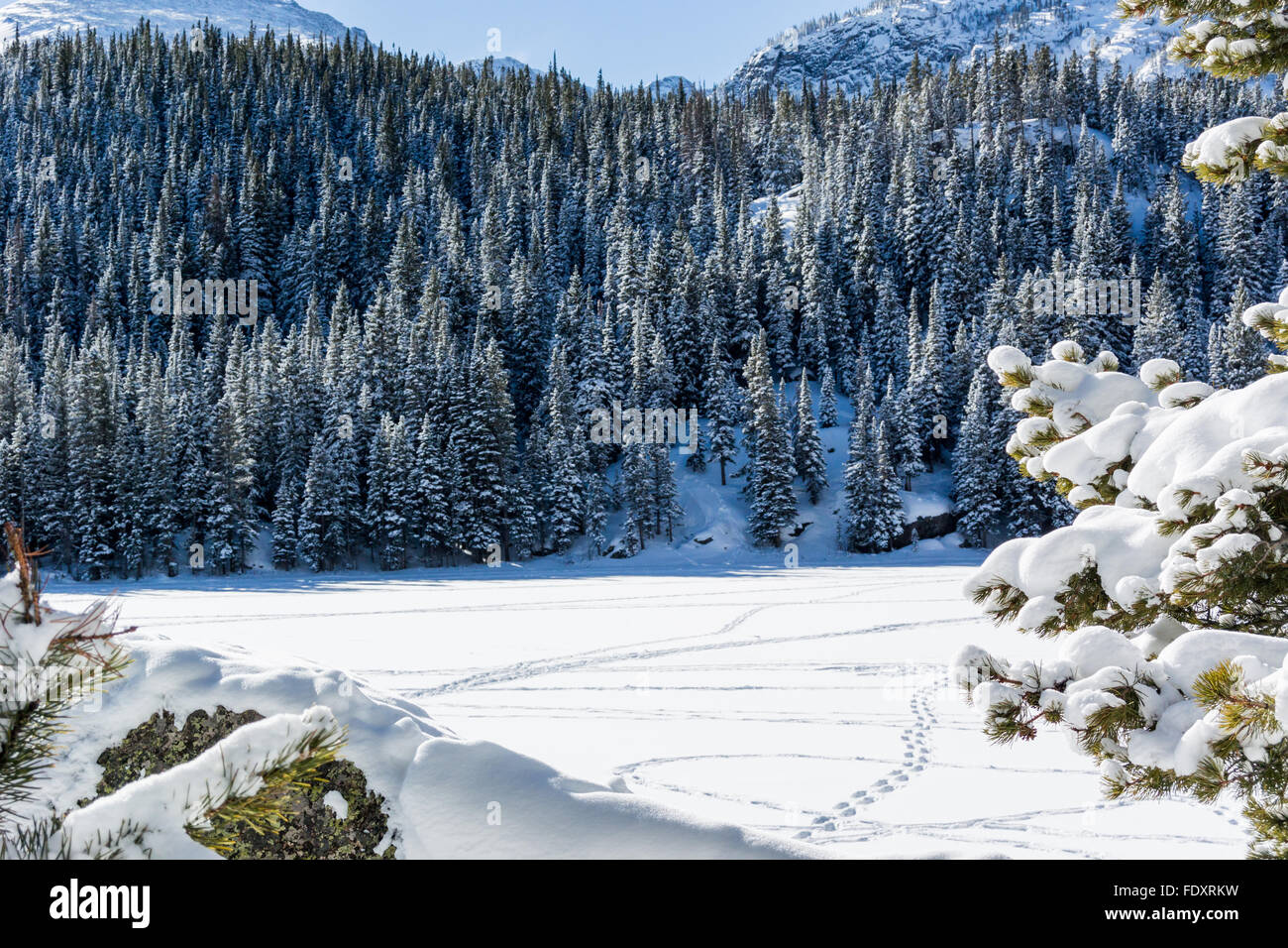 Mountain Snow Forest Border