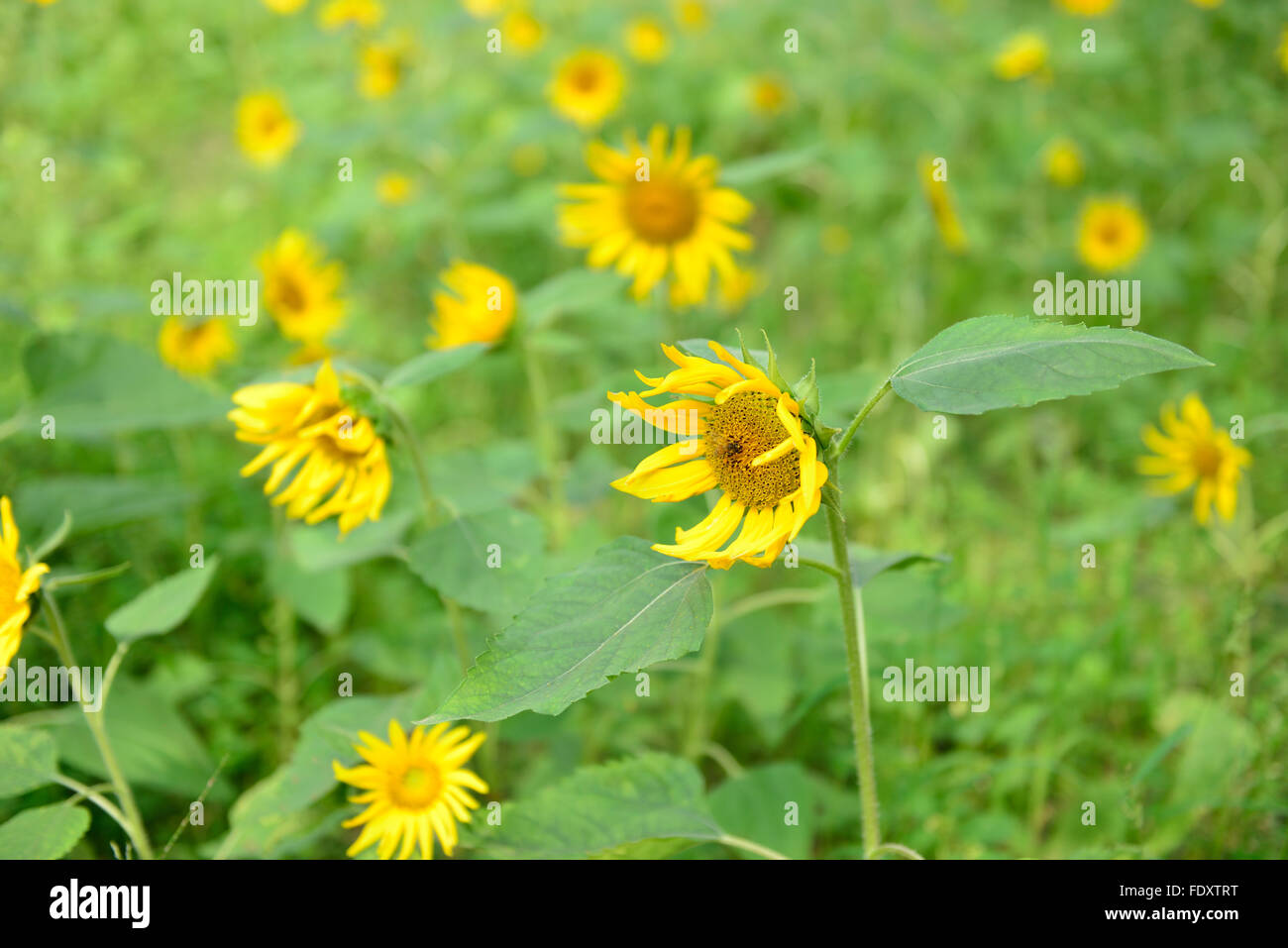 natural of sunflower Stock Photo - Alamy