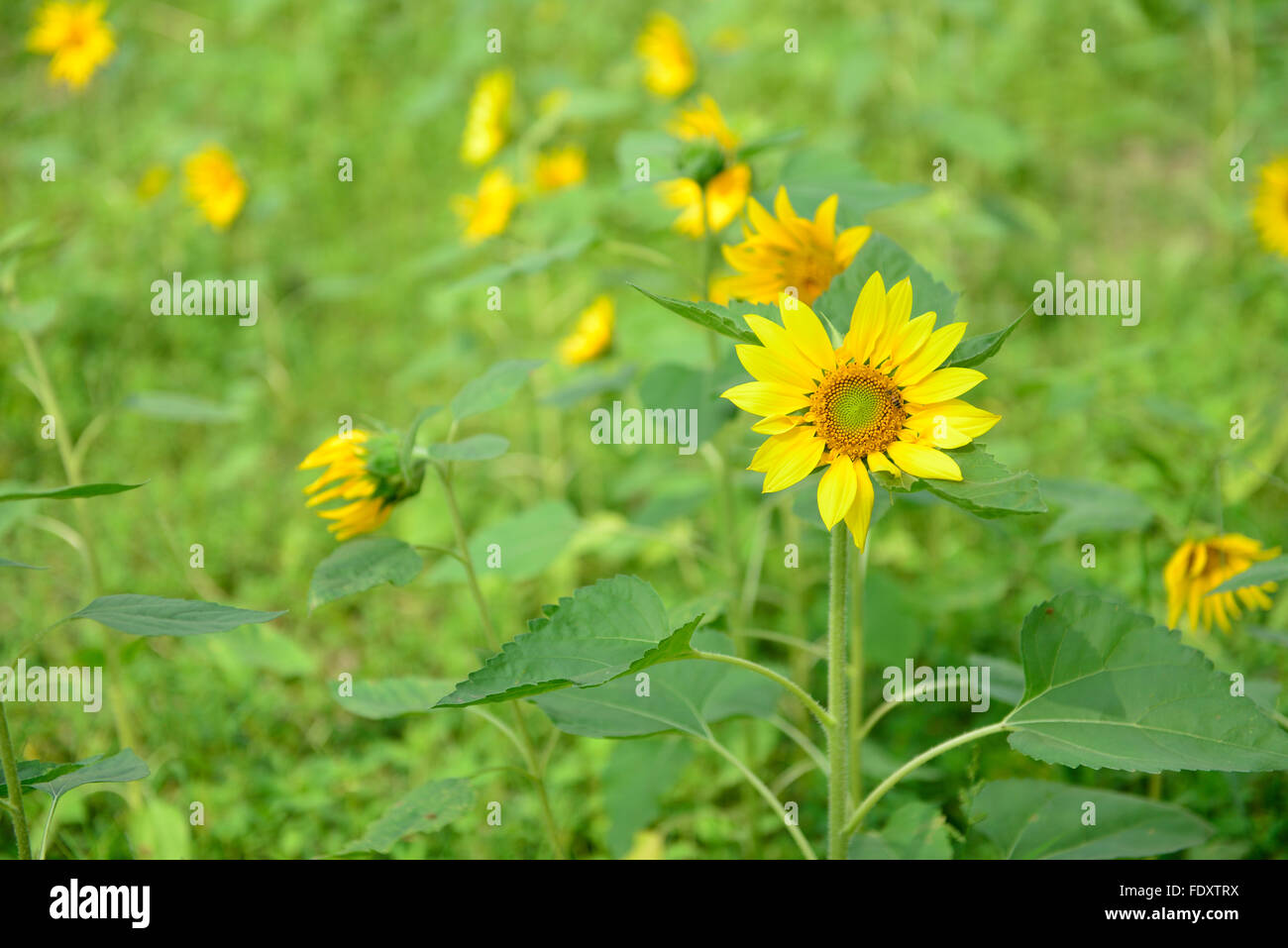Sunflower natural scenery hi-res stock photography and images - Alamy