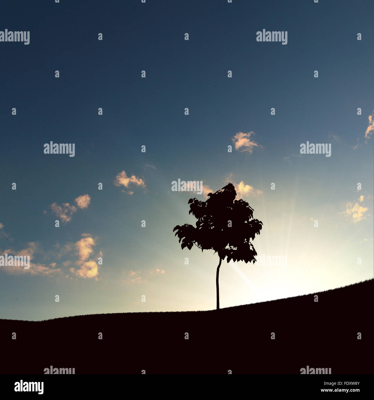 landscape with a lonely tree and horizon Stock Photo - Alamy