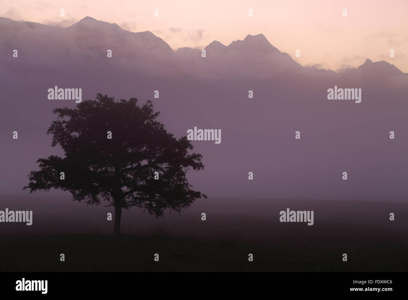 Alone fog one single hi-res stock photography and images - Alamy