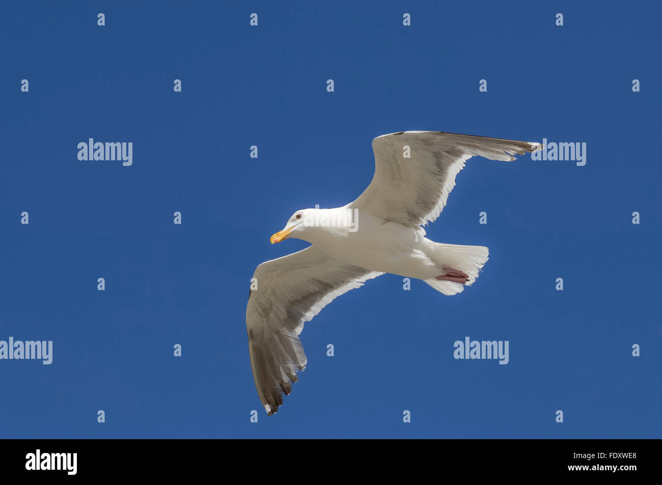 Thayer's Gull (Larus thayeri) in flight; Oregon Coast Stock Photo - Alamy