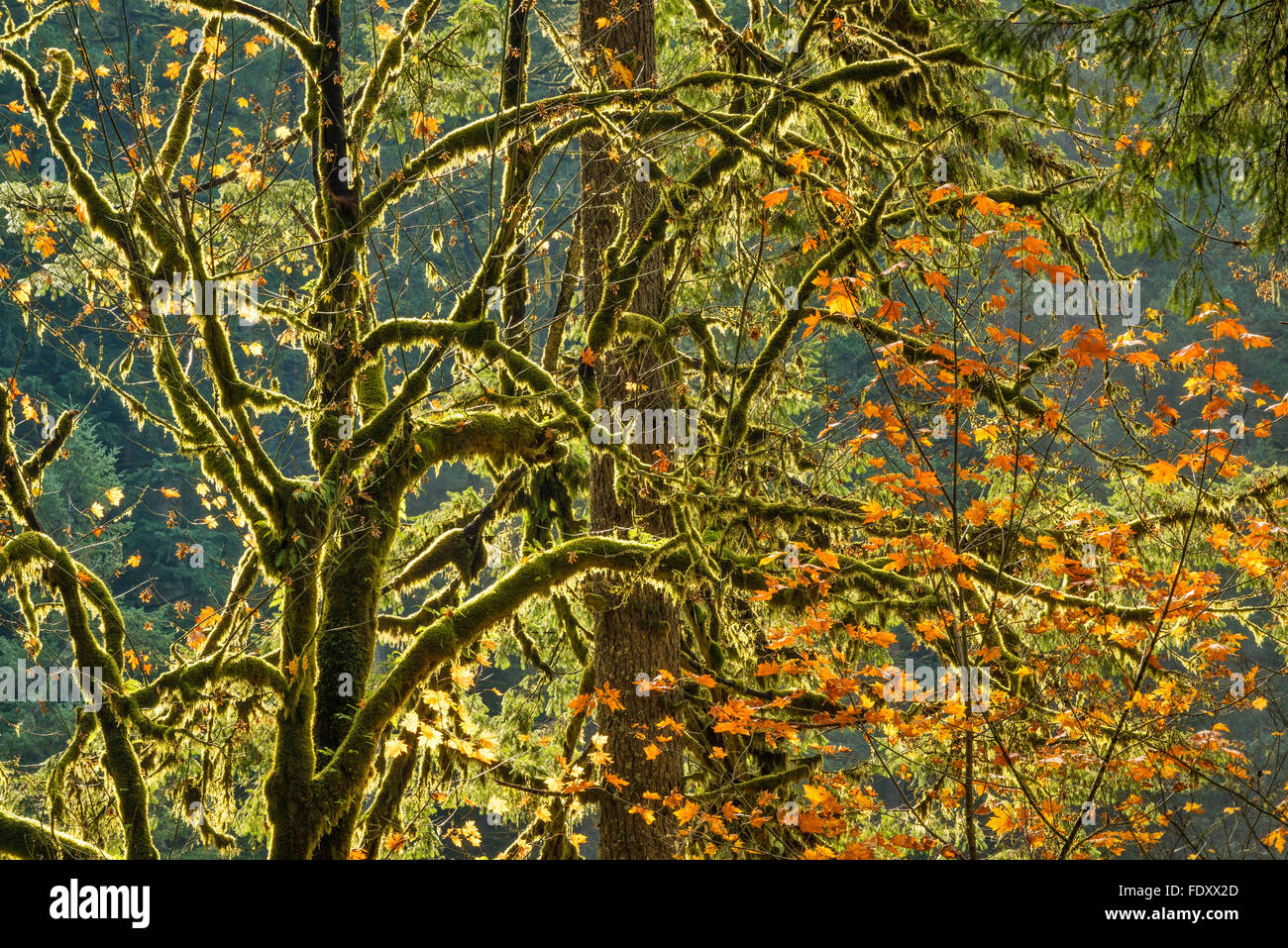 Silver maple trees hi-res stock photography and images - Alamy