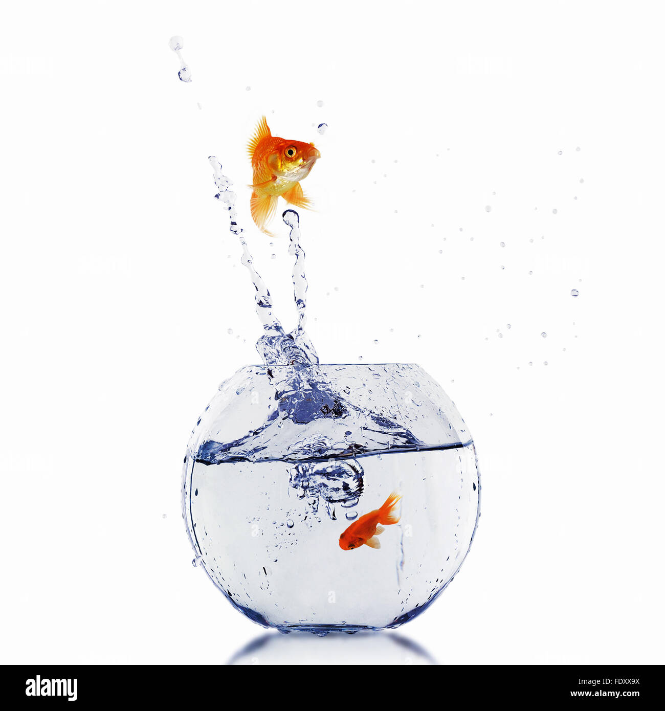 gold fish jumping out of water in fishbowl Stock Photo - Alamy