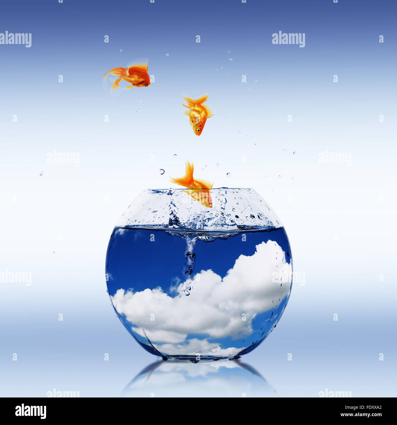 gold fish jumping out of water in fishbowl Stock Photo - Alamy