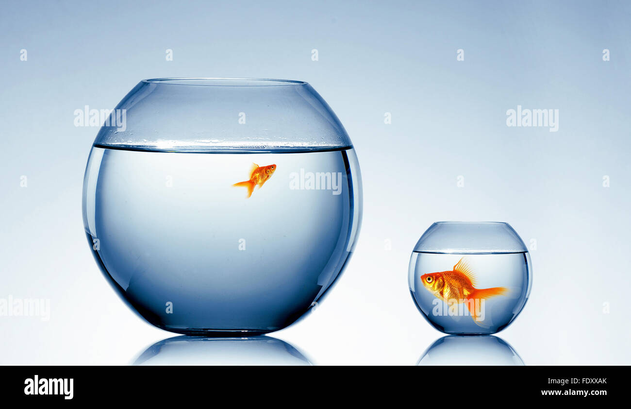 gold fish jumping out of water in fishbowl Stock Photo - Alamy