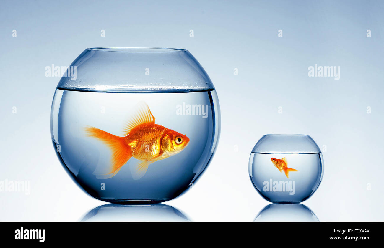 Swimming fishbowl hi-res stock photography and images - Alamy