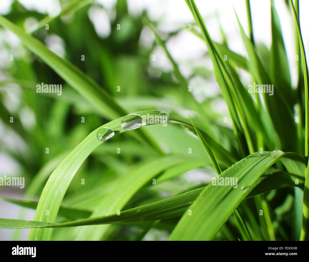 drop of dew on a blade of grass Stock Photo - Alamy