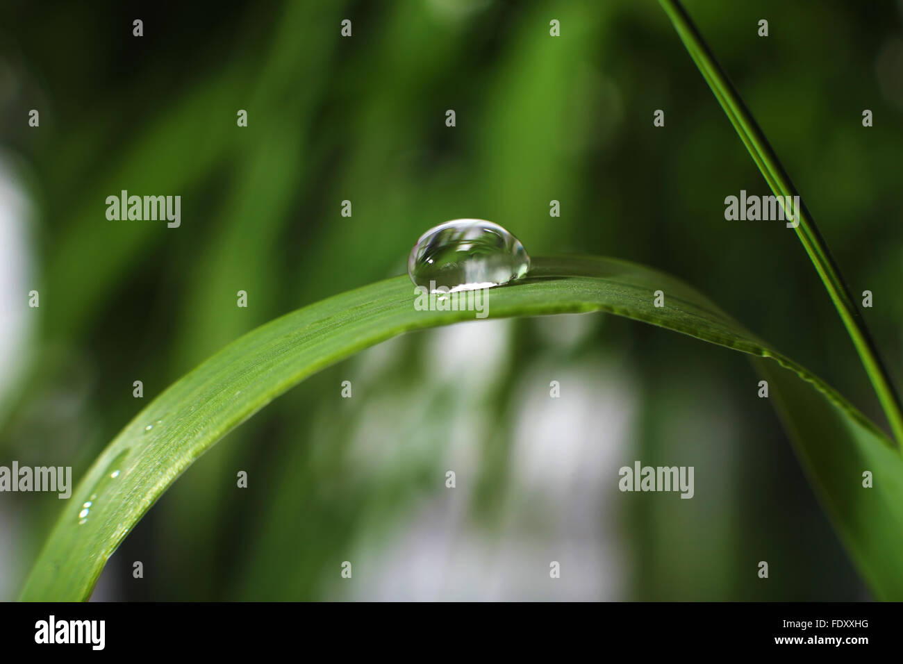 drop of dew on a blade of grass Stock Photo - Alamy