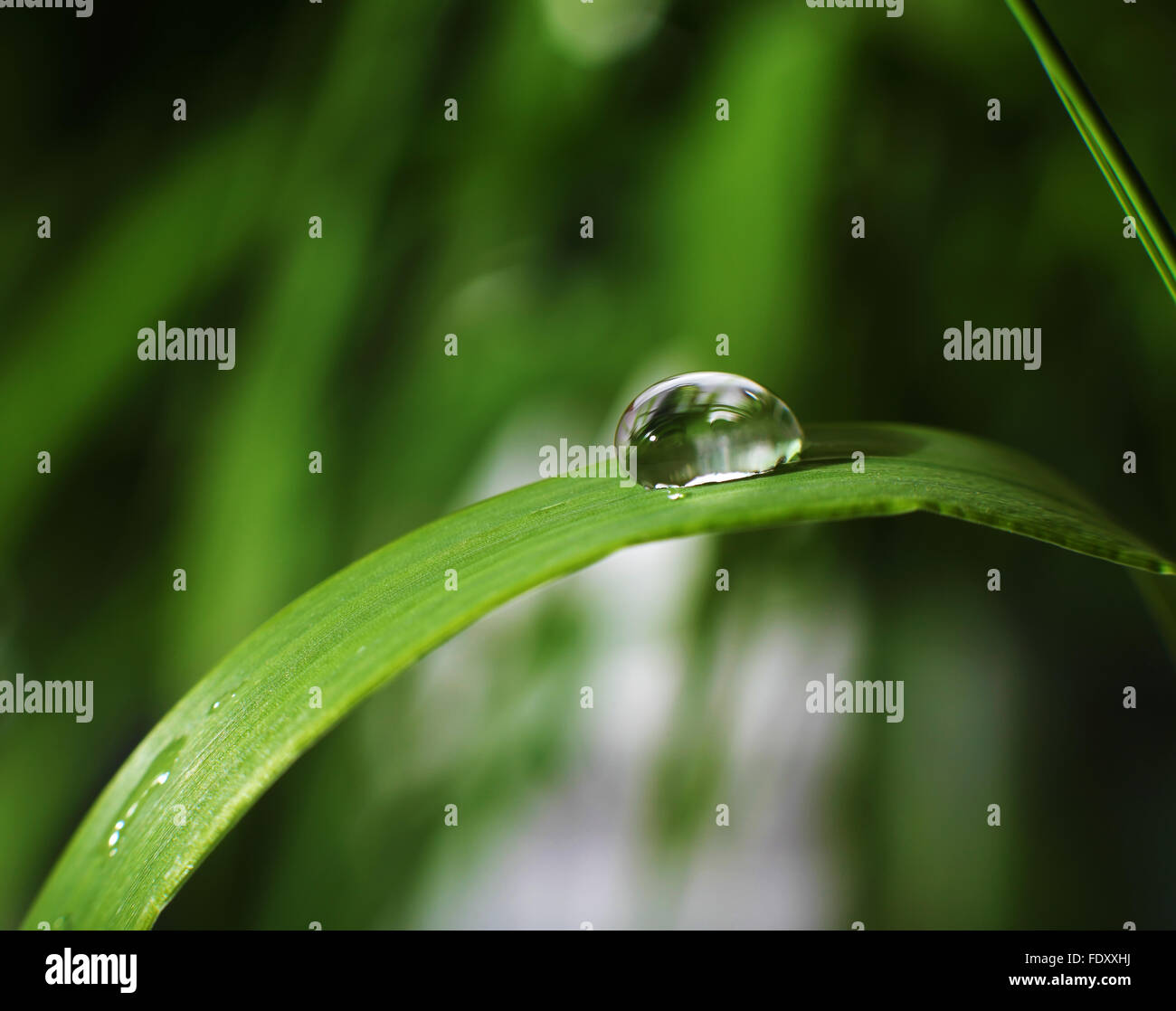 drop of dew on a blade of grass Stock Photo - Alamy