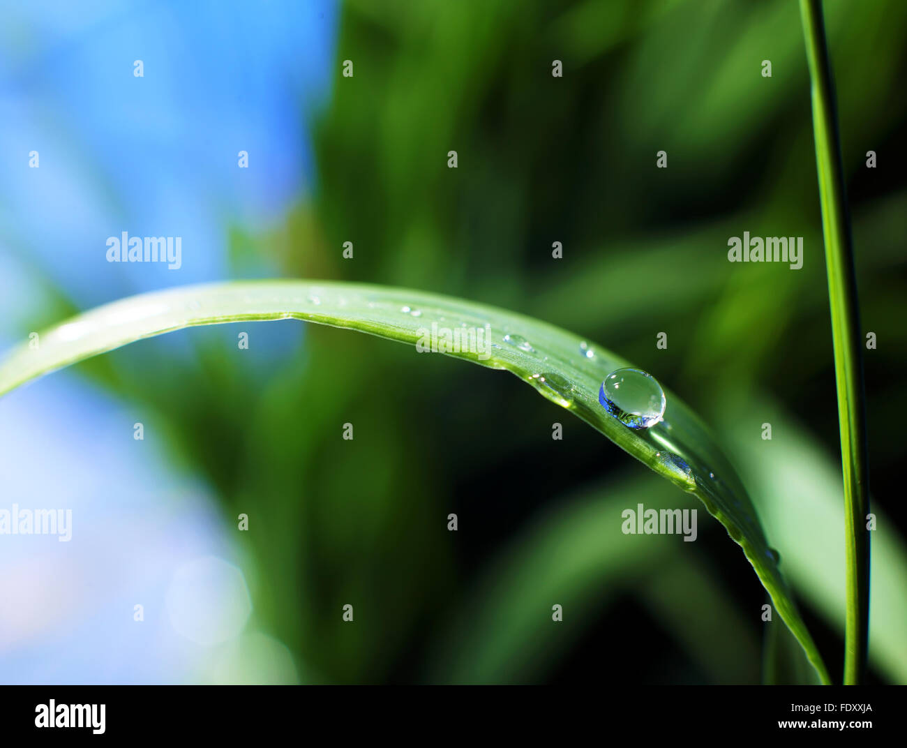 drop of dew on a blade of grass Stock Photo - Alamy