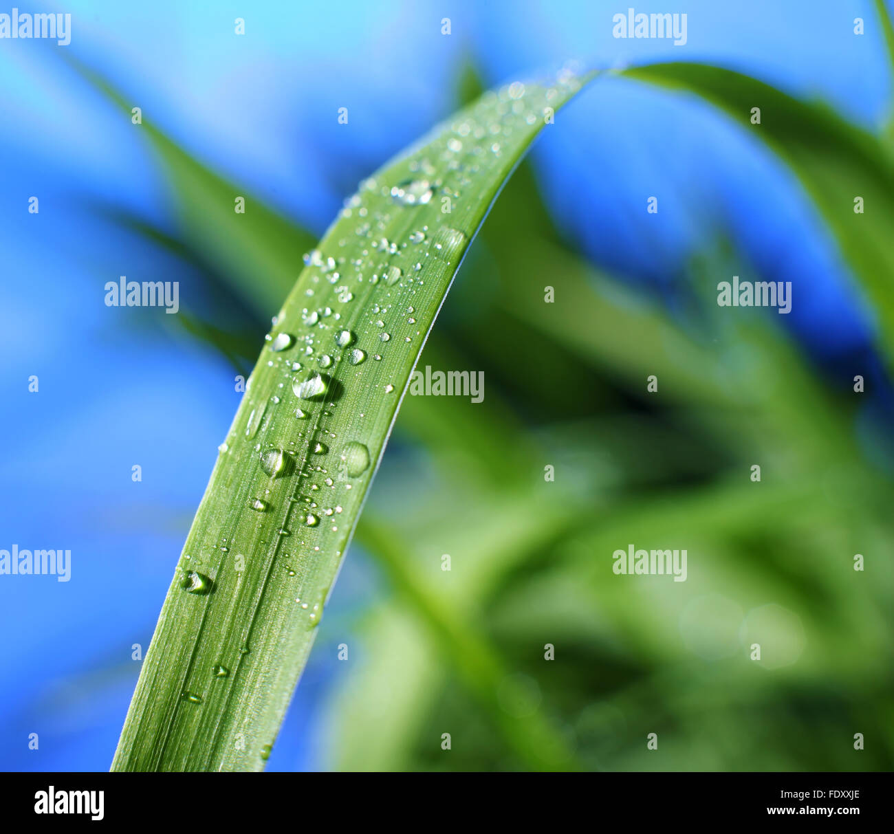 drop of dew on a blade of grass Stock Photo - Alamy