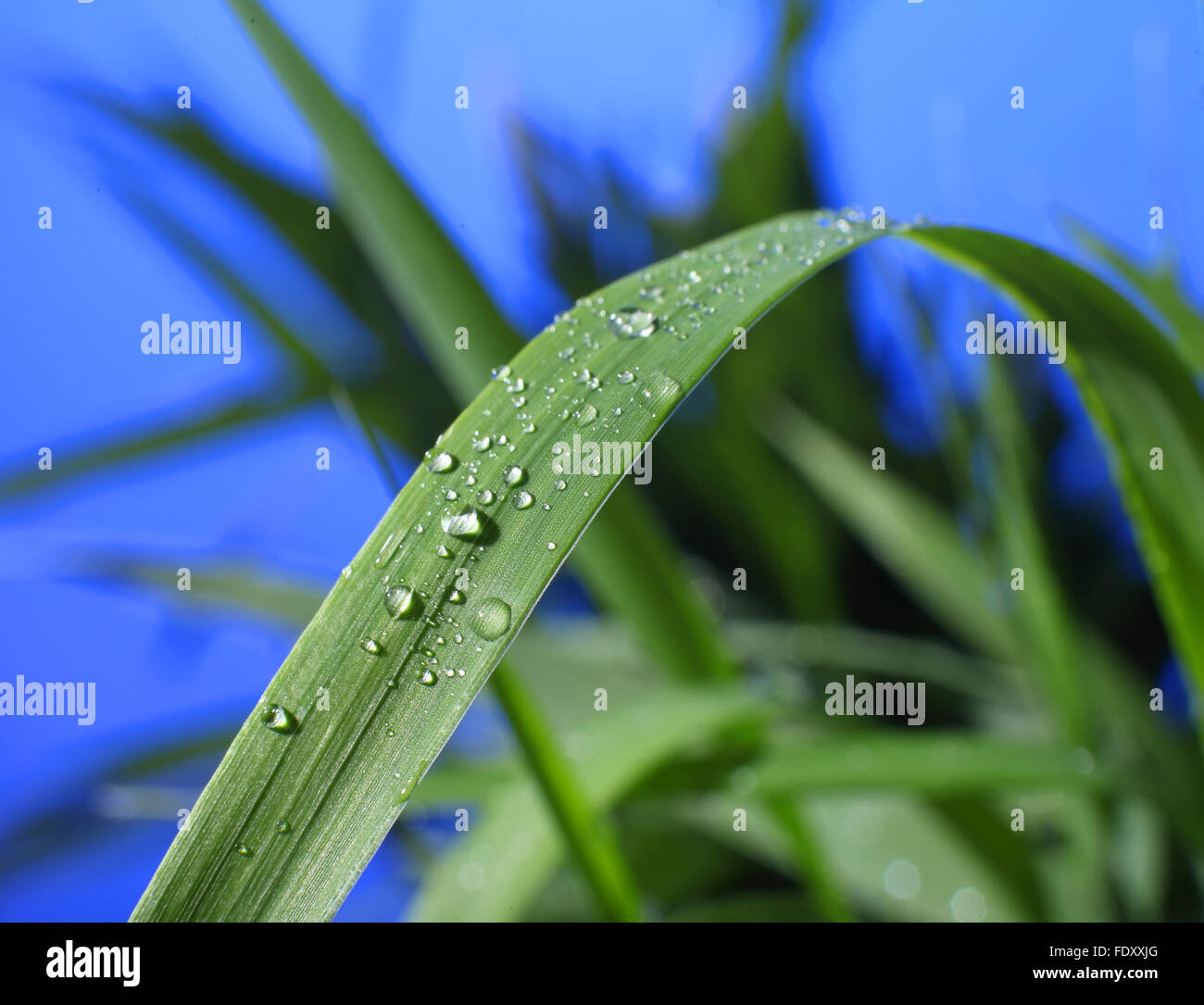 drop of dew on a blade of grass Stock Photo - Alamy