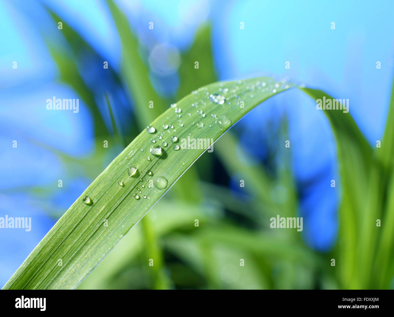 drop of dew on a blade of grass Stock Photo - Alamy